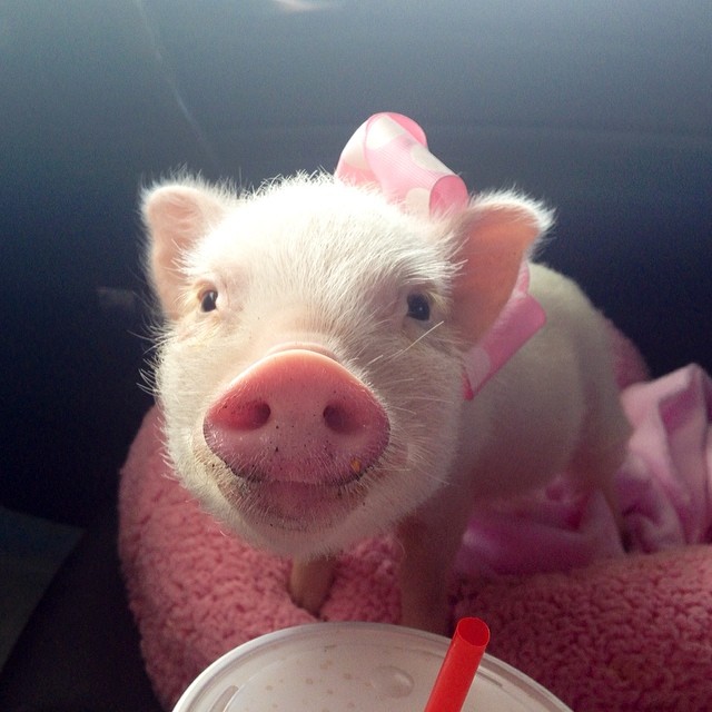 Priscilla: la cerdita más popular de internet hasta hoy