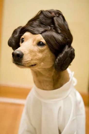 30 Lindos perritos que saben muy bien como lucir un disfraz