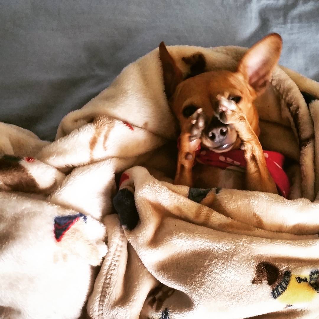 20 Cosas que entenderá quien prefiere un perro que un bebé