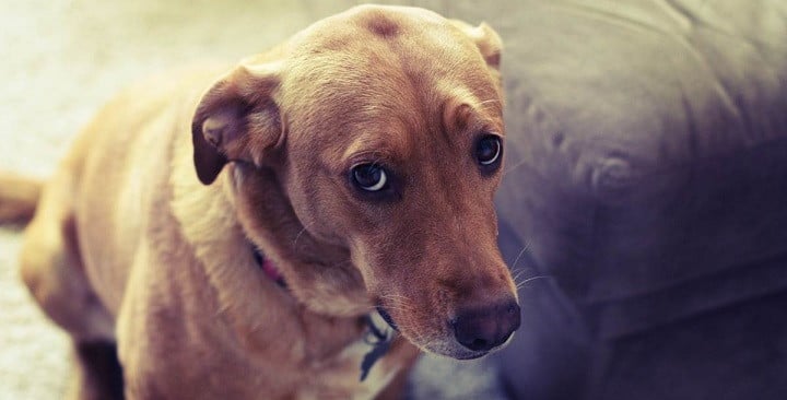 15 Cosas que sólo quien es dueña de un perro podrá entender