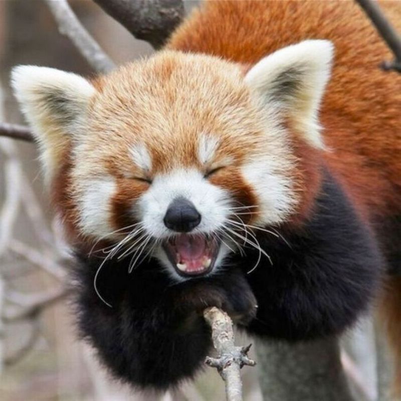 25 Animales Dormilones Que Son Los M s Tiernos Del Mundo