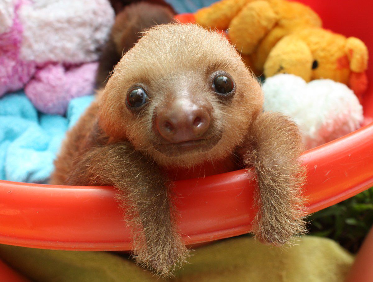 25 Fotos de animales bebés que te derretirán el corazón