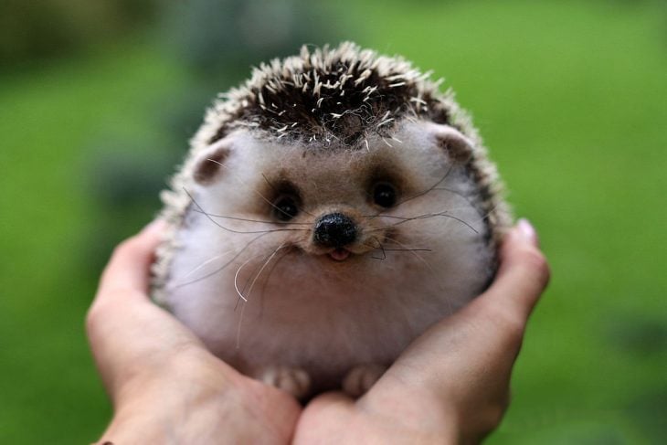 25 Fotos de animales bebés que te derretirán el corazón