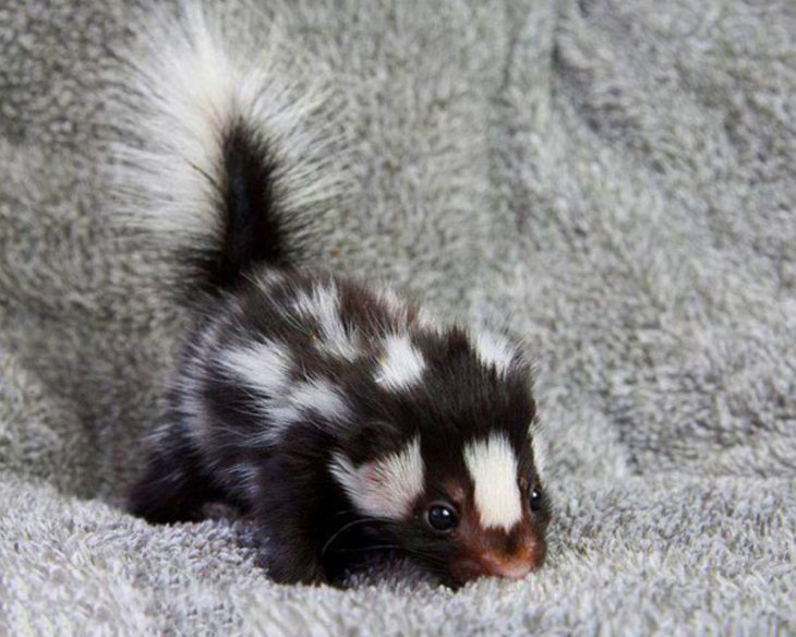 25 Fotos de animales bebés que te derretirán el corazón