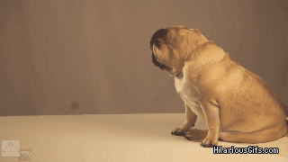 Fotos que demuestran que los pug son los perros más miedosos