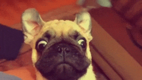 Fotos que demuestran que los pug son los perros más miedosos