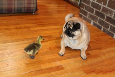 Fotos que demuestran que los pug son los perros más miedosos