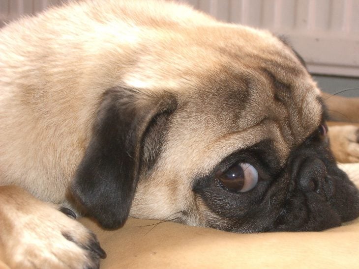 Fotos que demuestran que los pug son los perros más miedosos