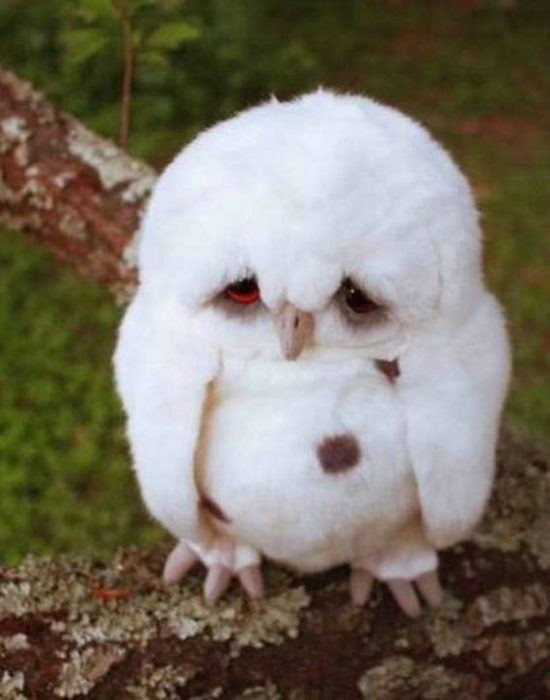 Los 40 animalitos más tiernos y adorables que hayas visto