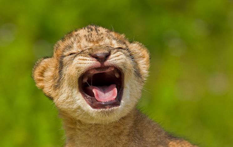 Los 40 animalitos más tiernos y adorables que hayas visto