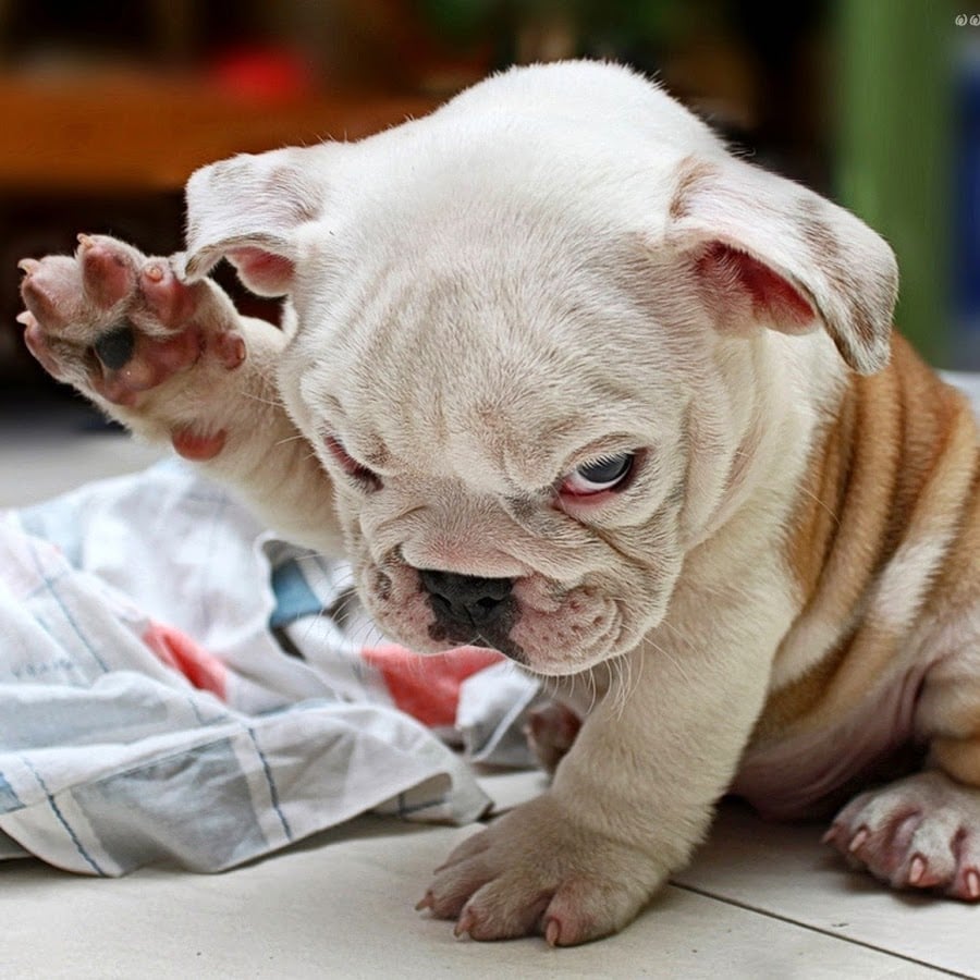 Los 40 animalitos más tiernos y adorables que hayas visto