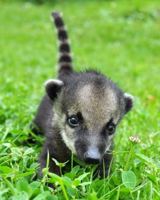 Los 40 animalitos más tiernos y adorables que hayas visto