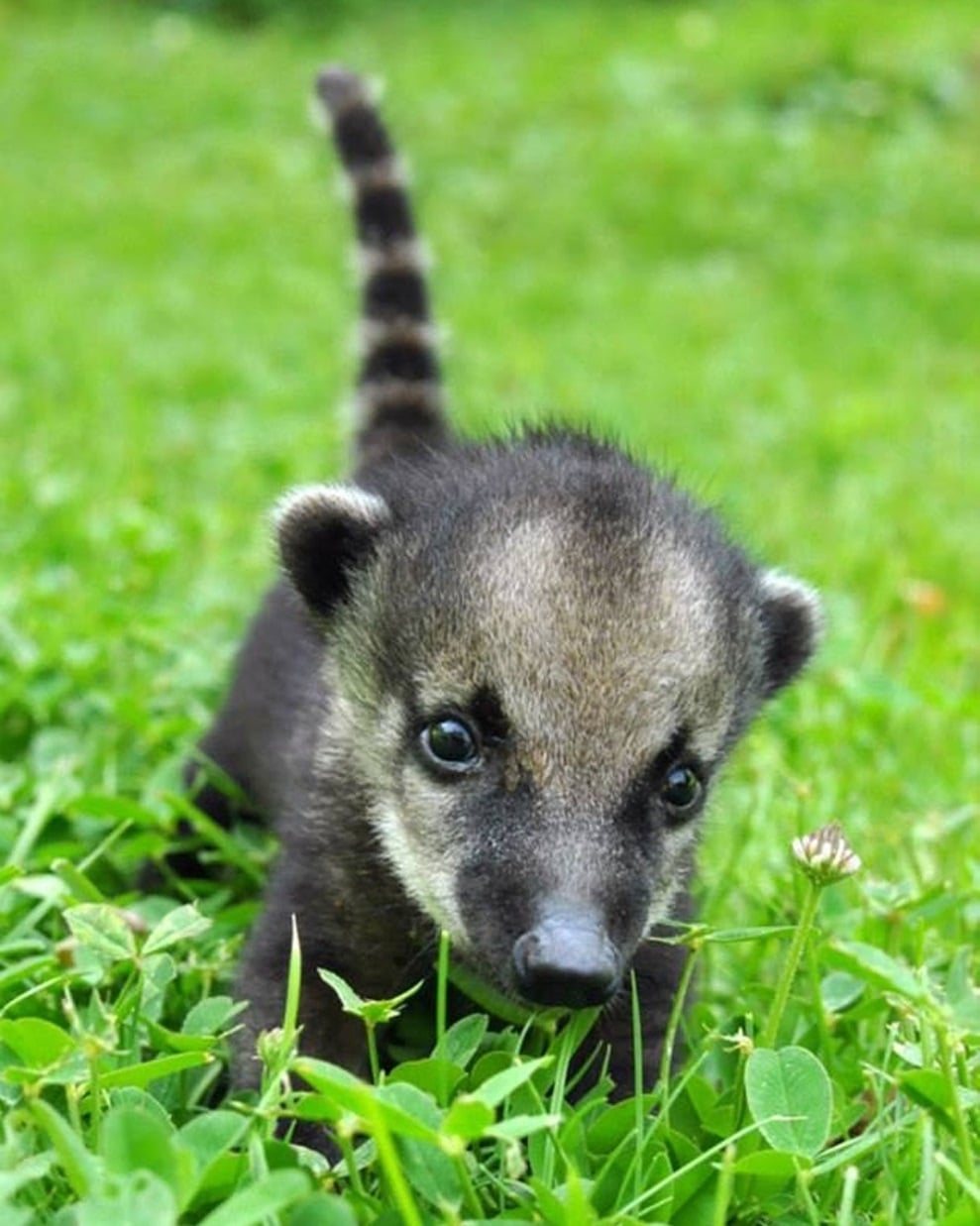 Los 40 animalitos más tiernos y adorables que hayas visto