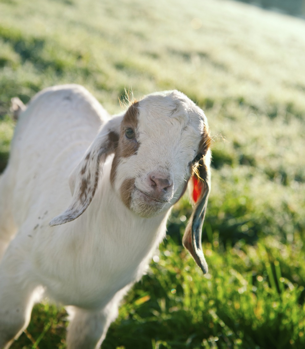 Los 40 animalitos más tiernos y adorables que hayas visto