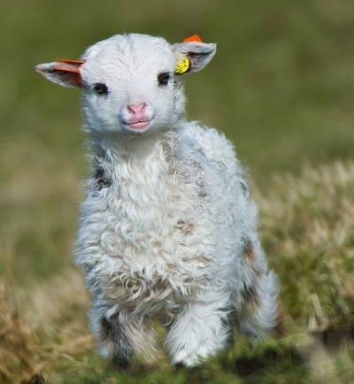 Los 40 animalitos más tiernos y adorables que hayas visto