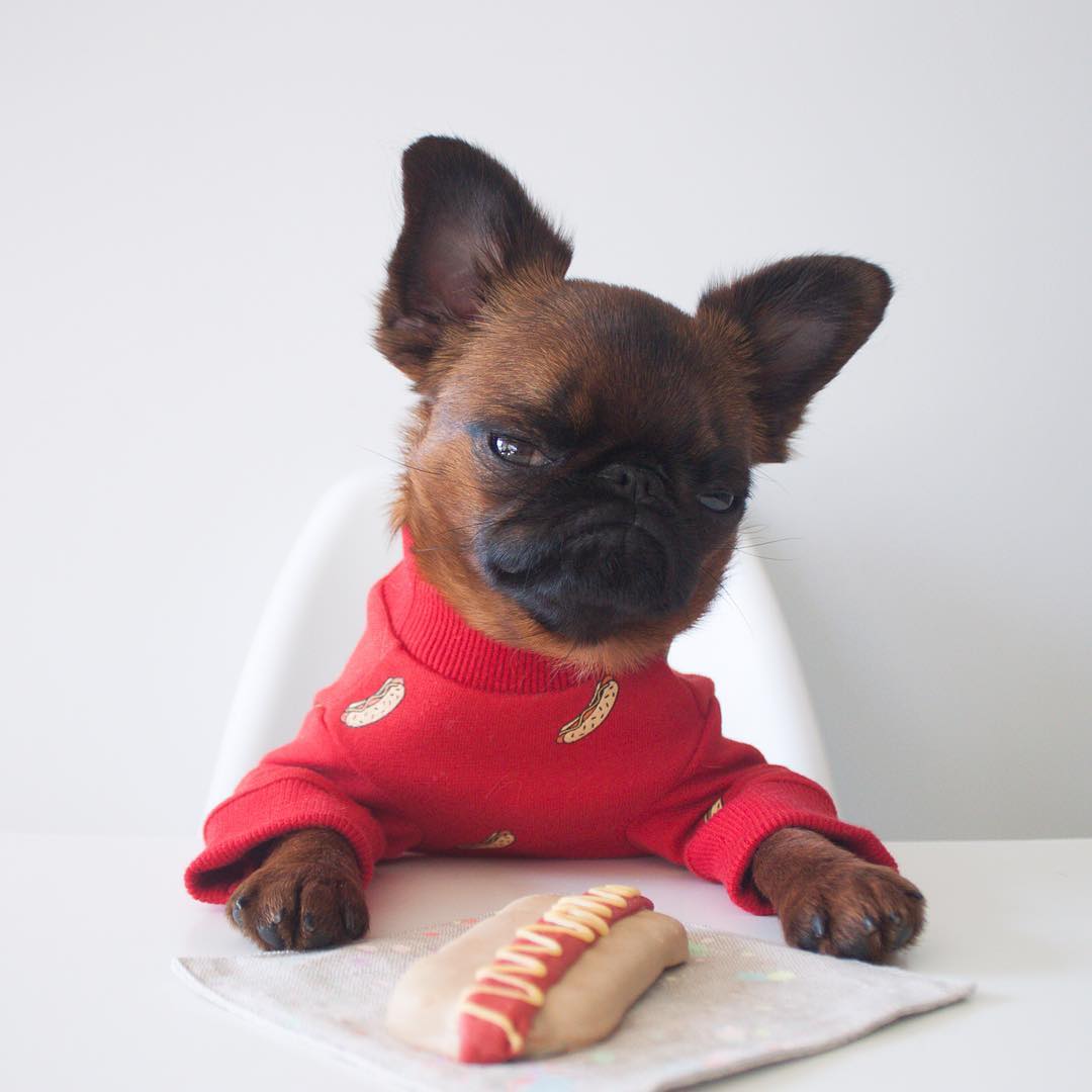 Conoce a Gizmo, el adorable perrito gruñón de Instagram