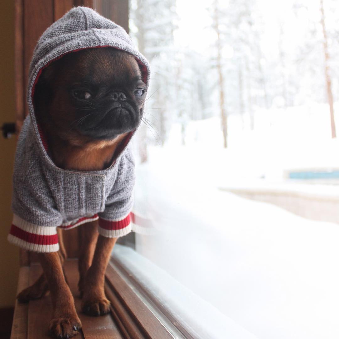 Conoce a Gizmo, el adorable perrito gruñón de Instagram