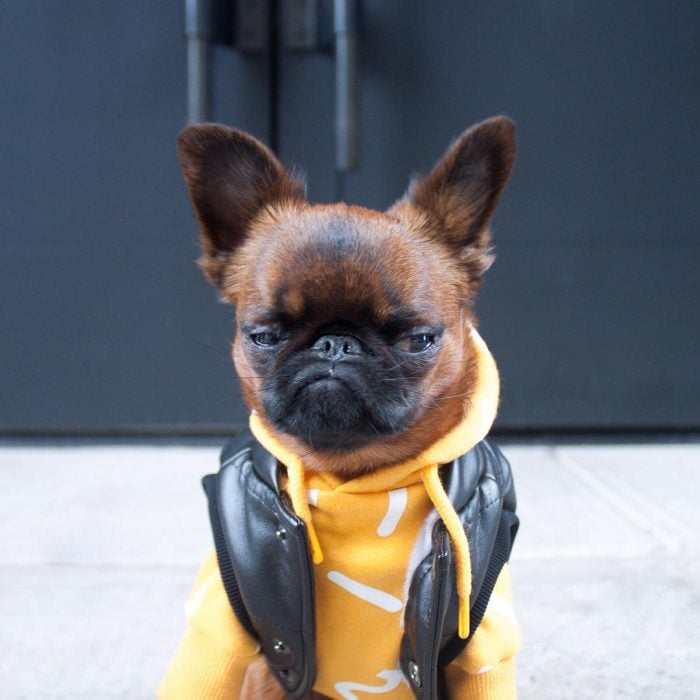Conoce a Gizmo, el adorable perrito gruñón de Instagram