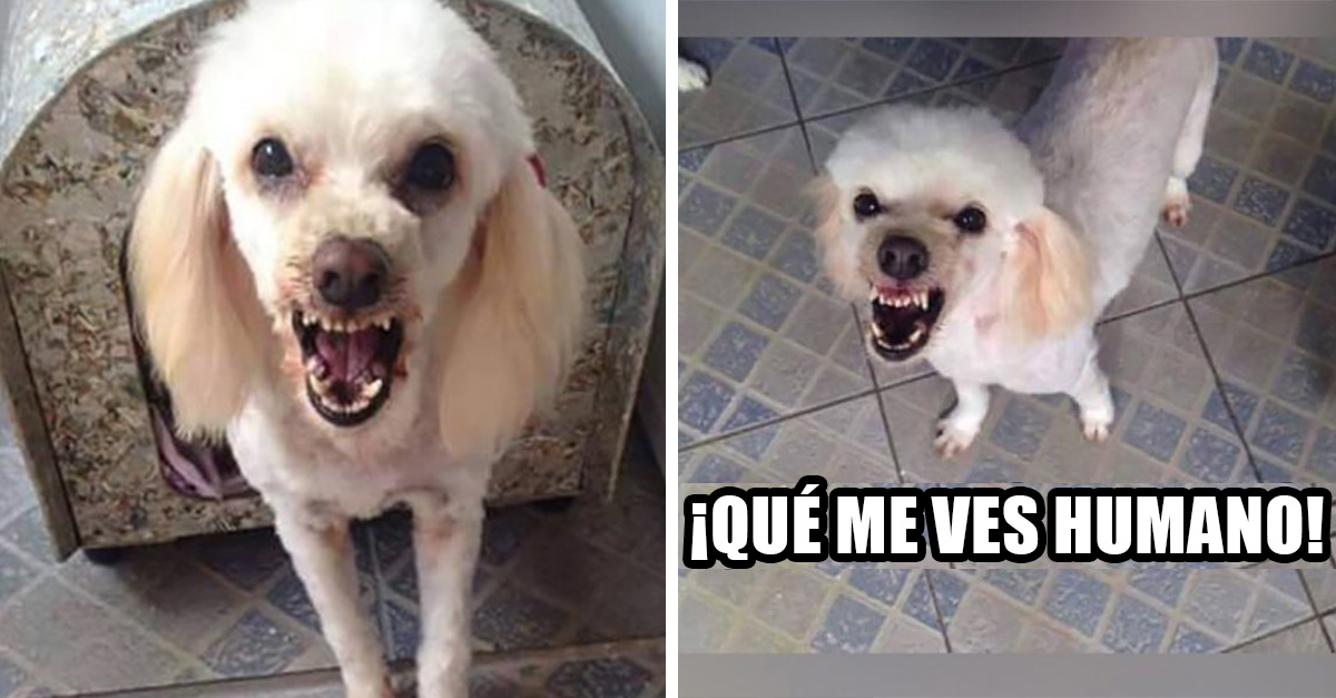 Adopta a Luki la perra más simpática y juguetona de Internet