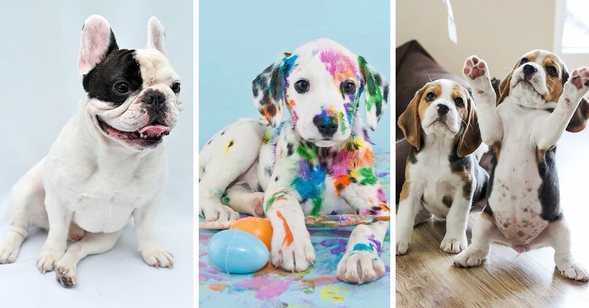 Qué perro deberías tener de acuerdo a tu signo zodiacal