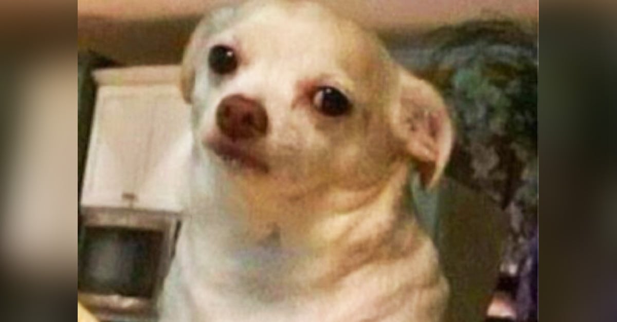 Memes De Perros Aburridos