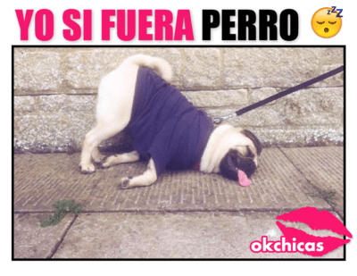 20 memes de perros que te harán llorar de la risa