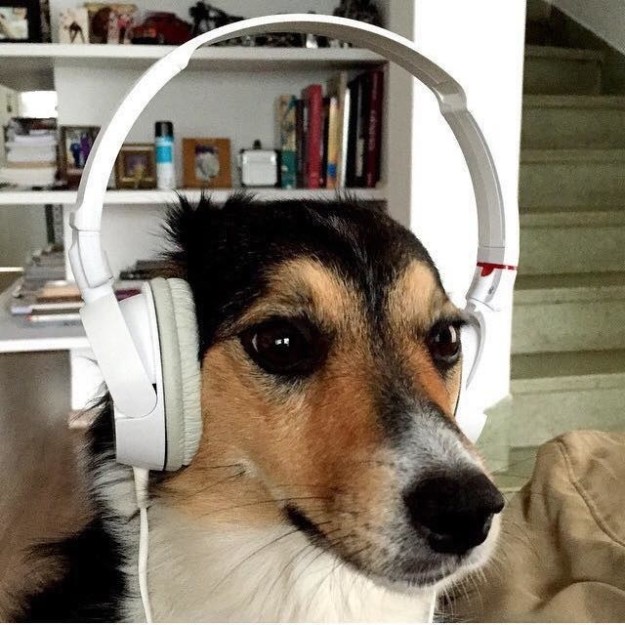 20 imágenes que demuestran lo divertido de los perros