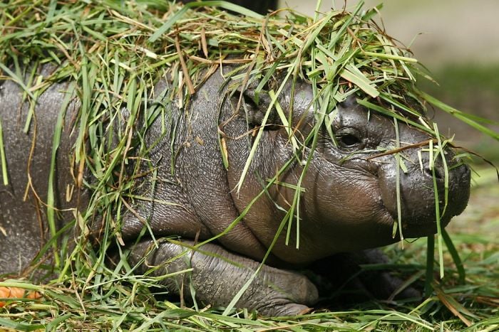 20 Bebés hipopótamos que querrás adoptar y consentir