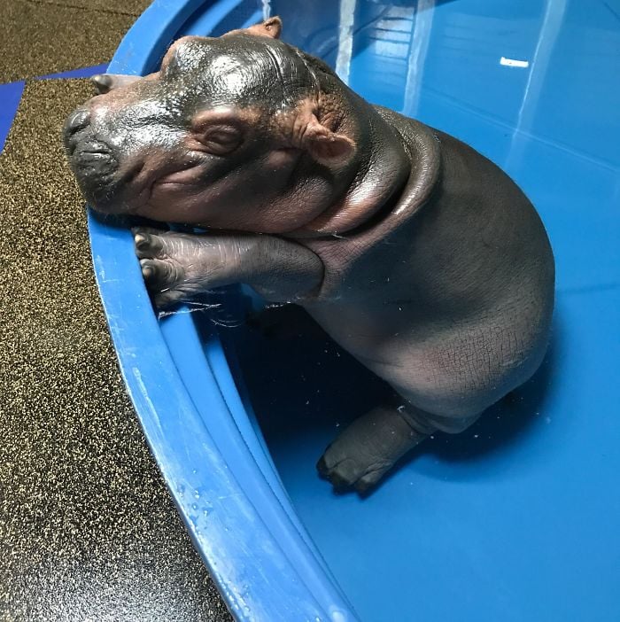 20 Bebés hipopótamos que querrás adoptar y consentir