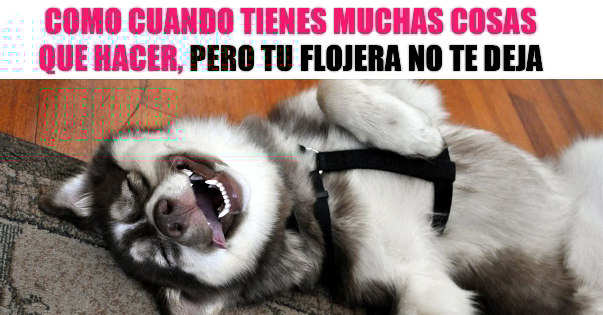 15 Memes de perritos felices que te alegrarán el día