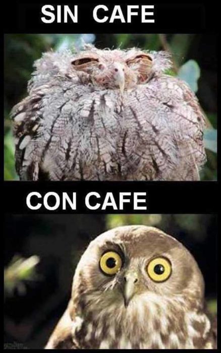 20 Memes especiales para quienes aman el sabor del café