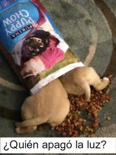 15 Memes de perritos felices que te alegrarán el día