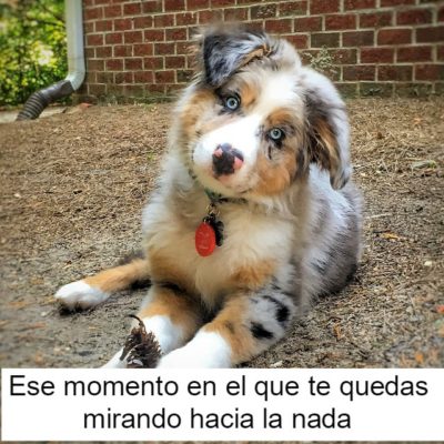 15 Memes de perritos felices que te alegrarán el día