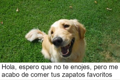 15 Memes de perritos felices que te alegrarán el día