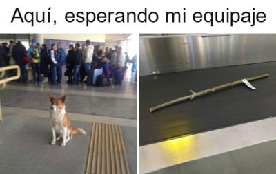 15 Memes de perritos felices que te alegrarán el día