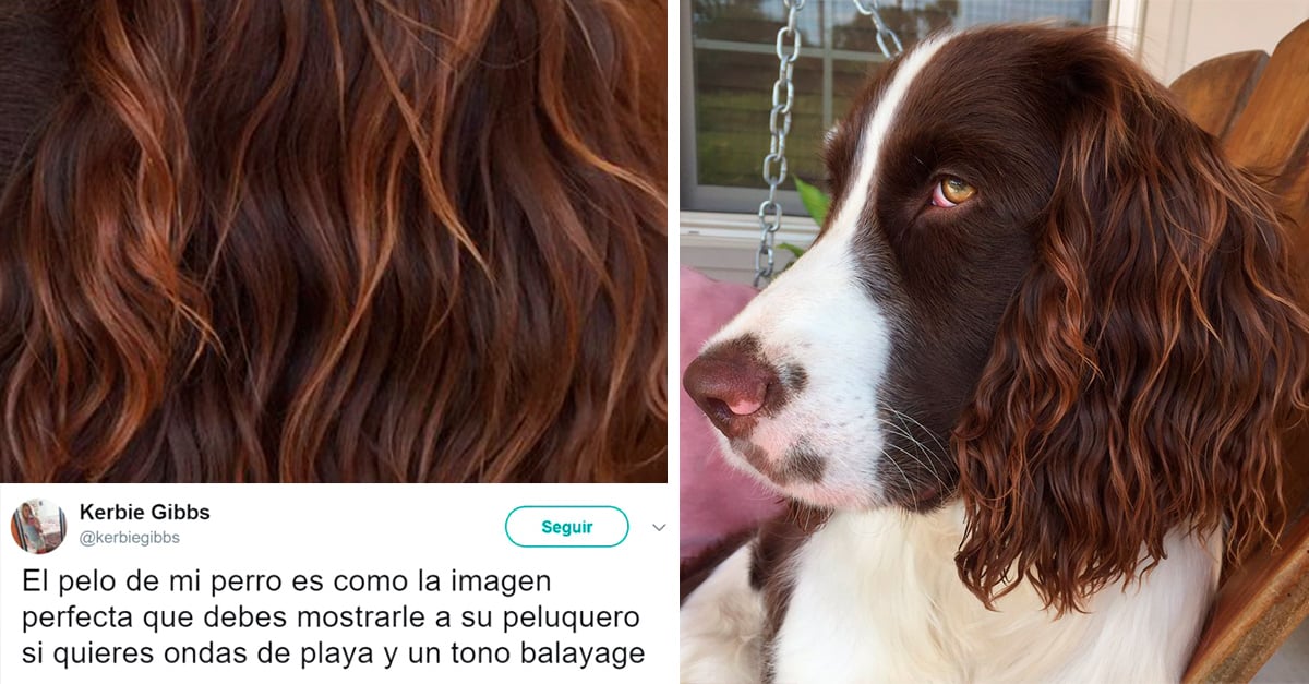 Este perrito tiene un tono balayage natural que te encantará