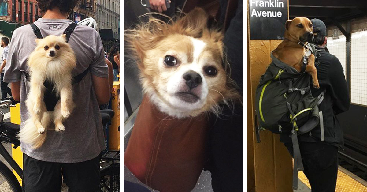 20 Fotos que prueban que los perros están hechos para ser
