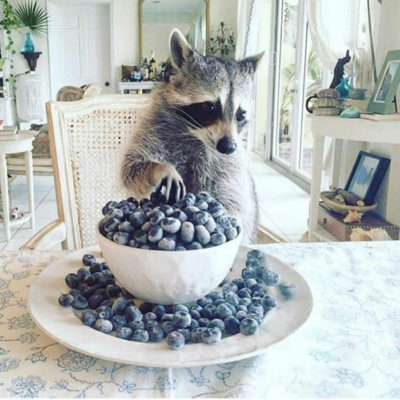 20 Tiernas imágenes de mapaches que te robarán el corazón