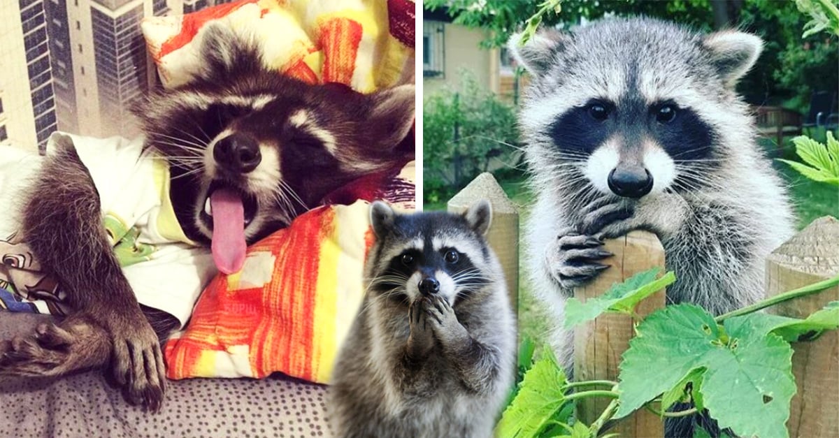 20 Tiernas imágenes de mapaches que te robarán el corazón