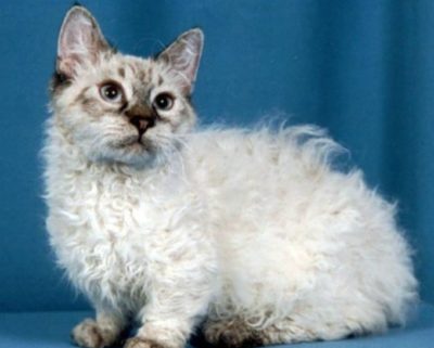 Conoce los selkrik rex; la raza de gatos con cabello rizado