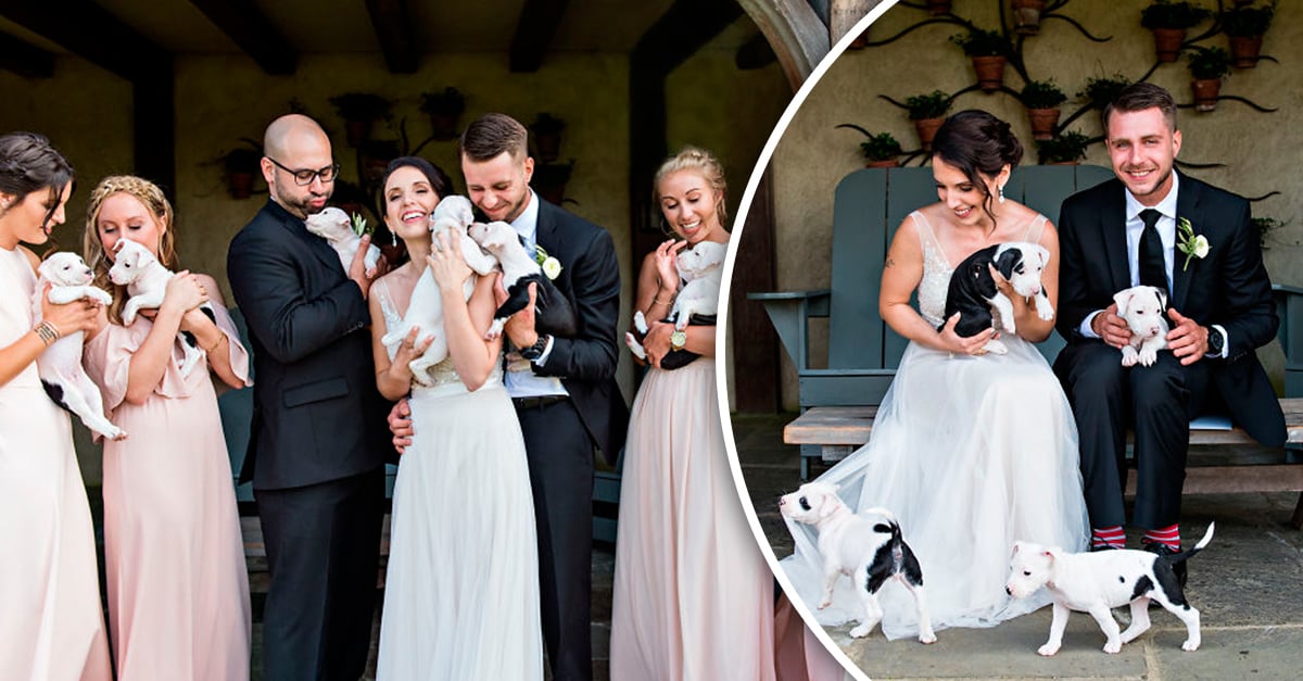 Esta pareja rescató cachorros, los usaron el día de su boda