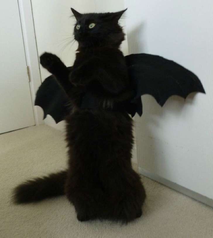 14 Gato iguales a Chimuelo de ‘Cómo entrenar a tu dragón’