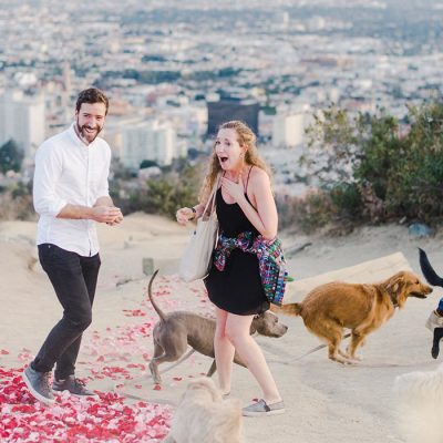 16 Perros ayudan a un chico a pedirle matrimonio a su novia