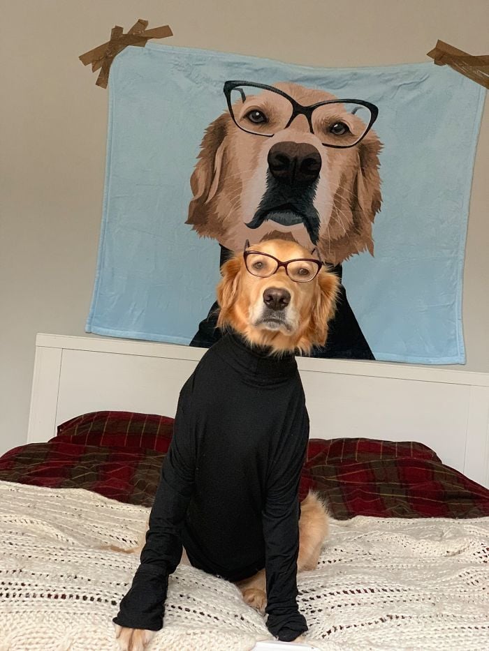 Fotógrafa creó la galería más divertida con perro labrador