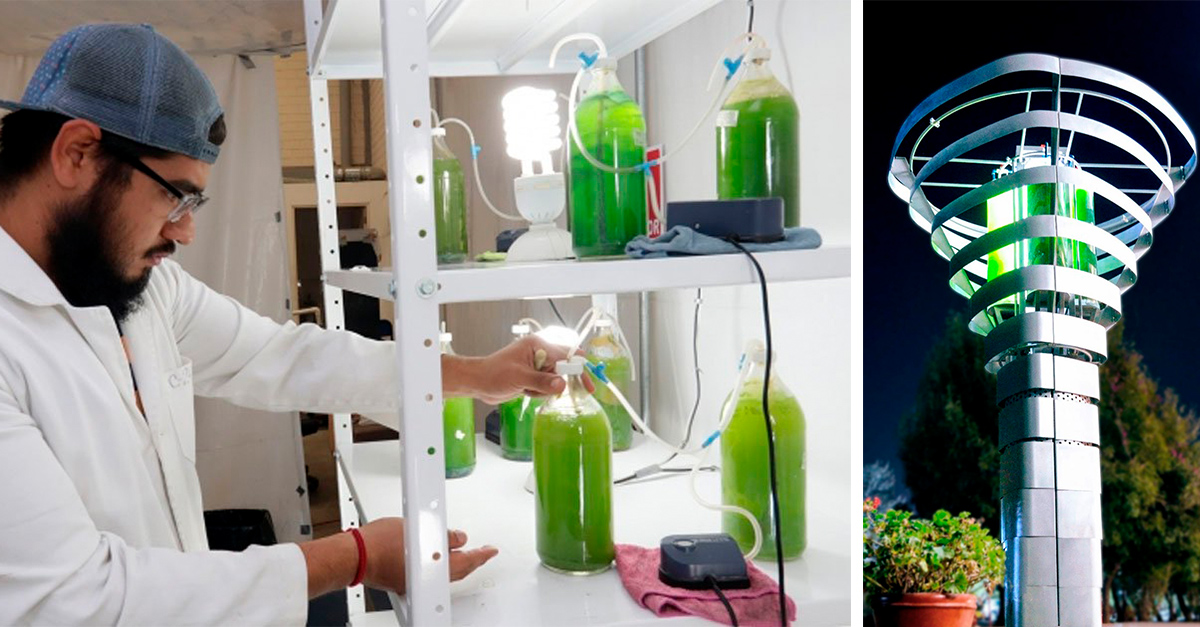 Mexicano crea mecanismo para purificar el aire con algas