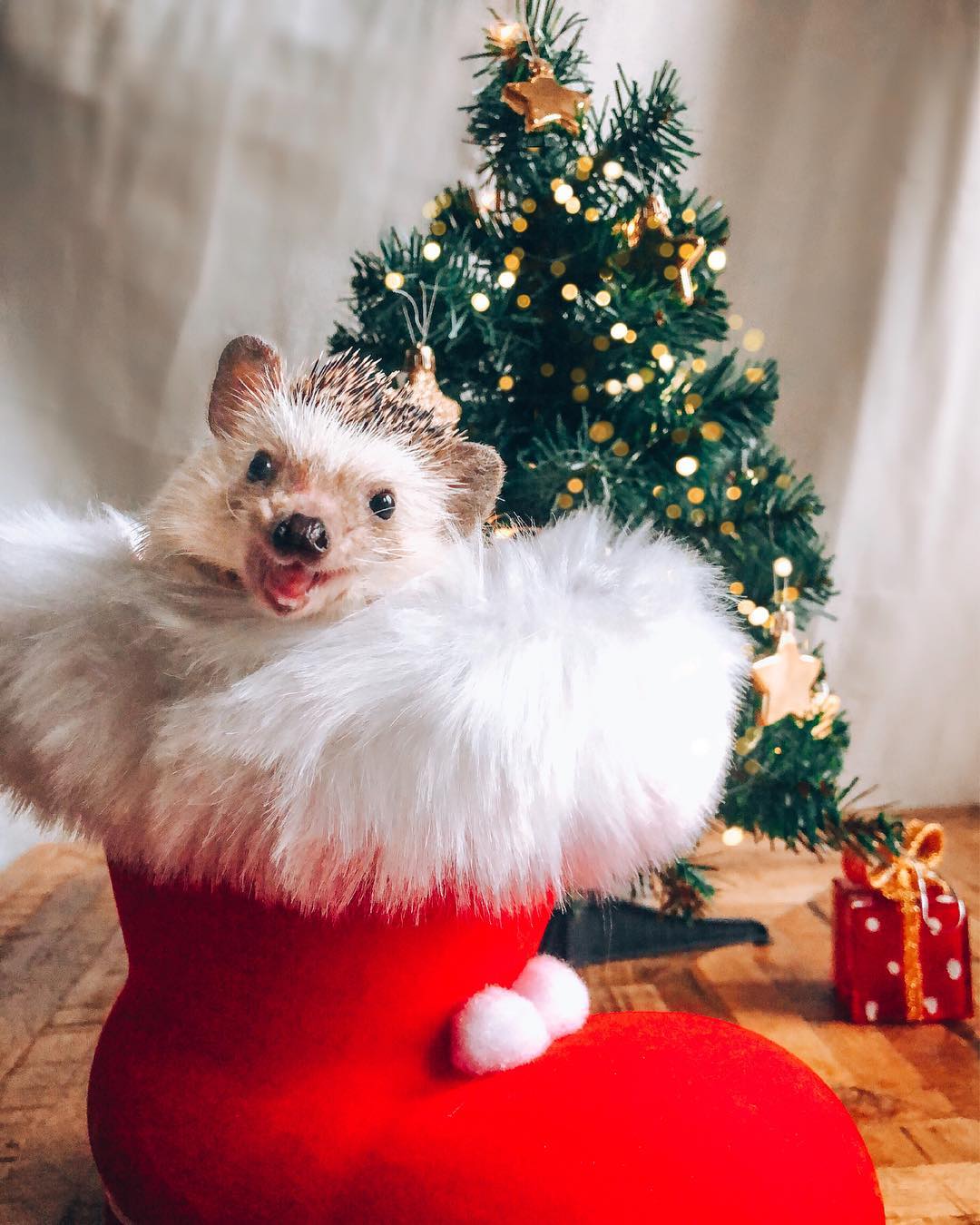 Mr. Pokee: el erizo feliz que conquistó a Instagram