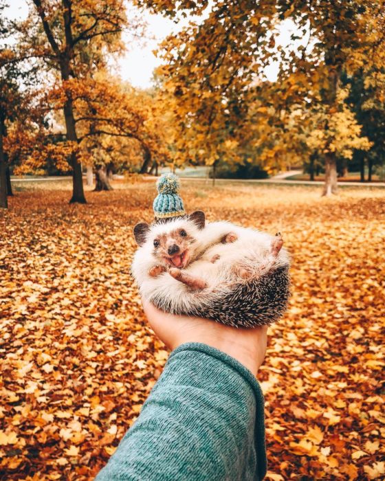 Mr. Pokee: el erizo feliz que conquistó a Instagram