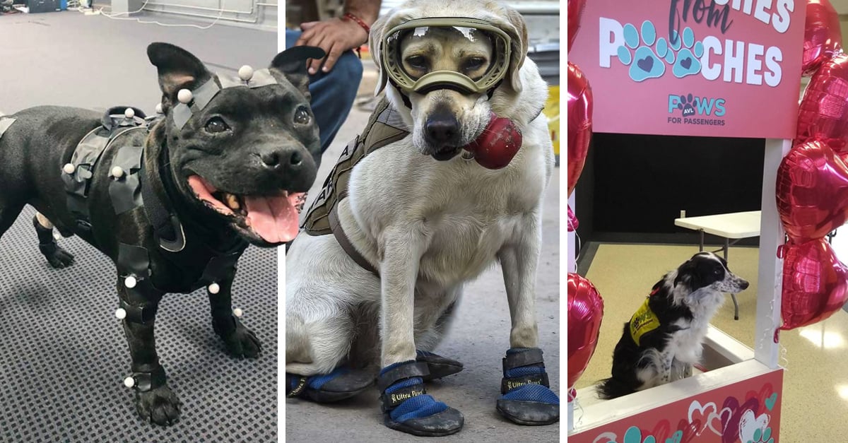 15 Hermosos perritos que nos muestran en qué trabajan