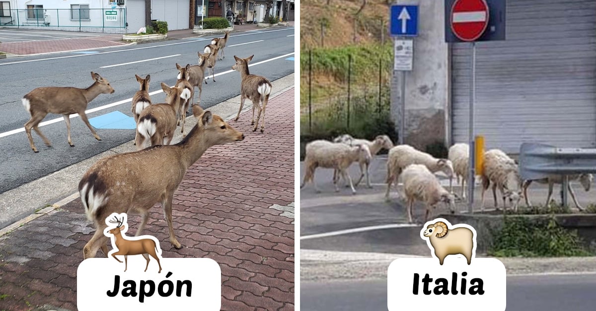 Los animales regresan a las calles en ciudades en cuarentena