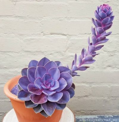 Plantas moradas para darle un toque de color a tu hogar